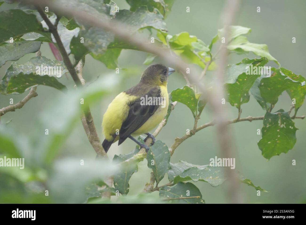 Flame-rumped Tanager (Ramphocelus flammigerus Stock Photo - Alamy