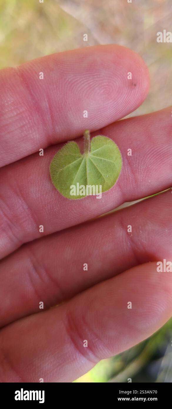 kidney weed (Dichondra repens Stock Photo - Alamy