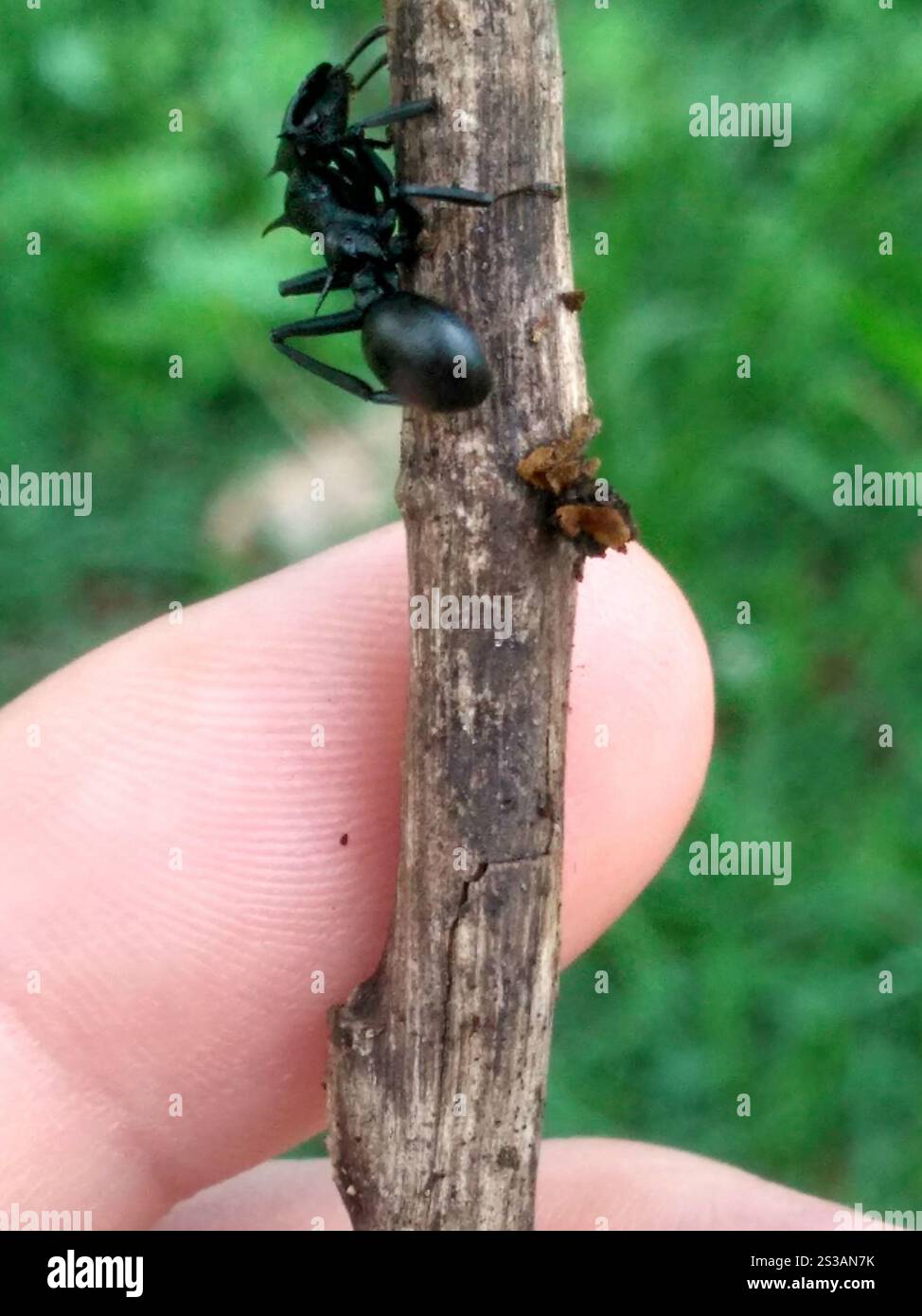 Common Giant Turtle Ant (Cephalotes atratus Stock Photo - Alamy