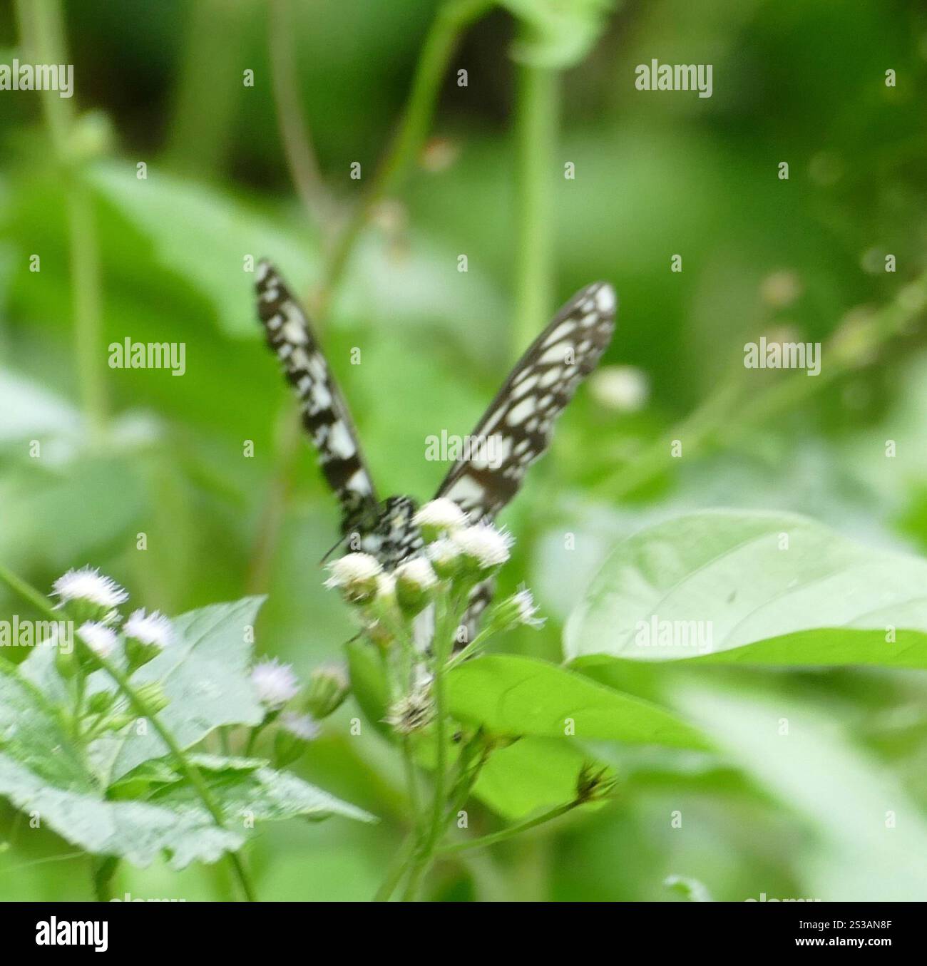 Ismare Tiger Butterfly (Danaus ismare Stock Photo - Alamy
