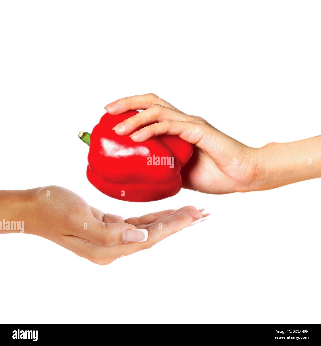 Large red bell pepper in a human hand isolated on white background ...