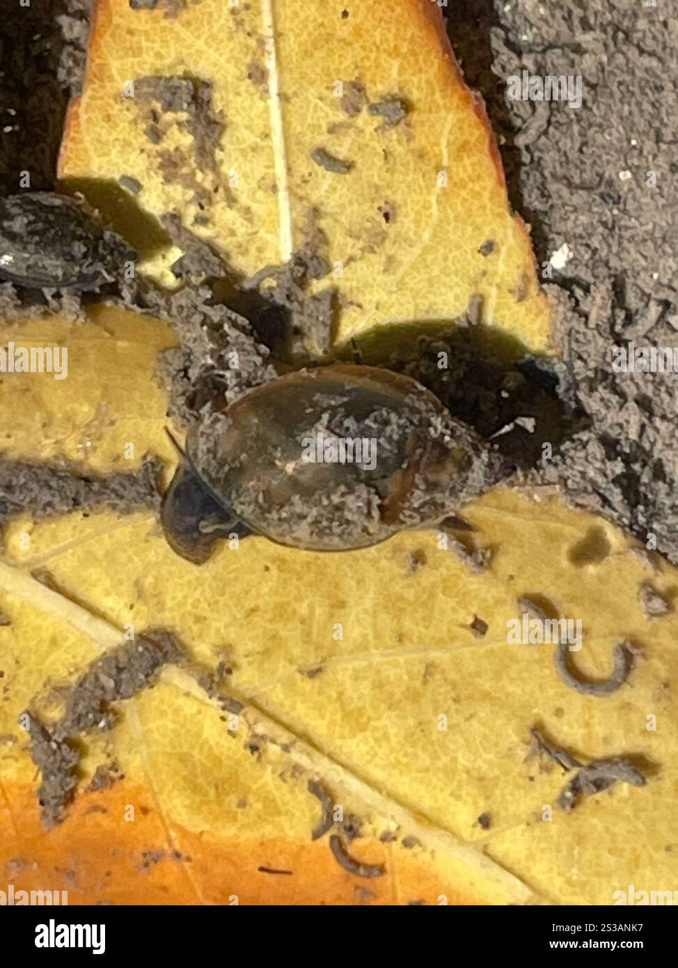 Acute Bladder Snail (Physella acuta Stock Photo - Alamy