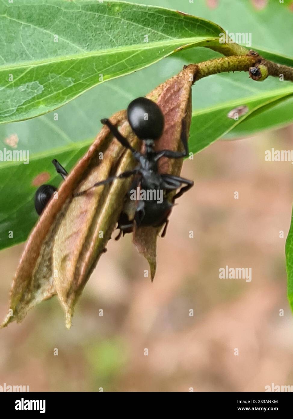 Giant Turtle Ants (Cephalotes atratus Stock Photo - Alamy
