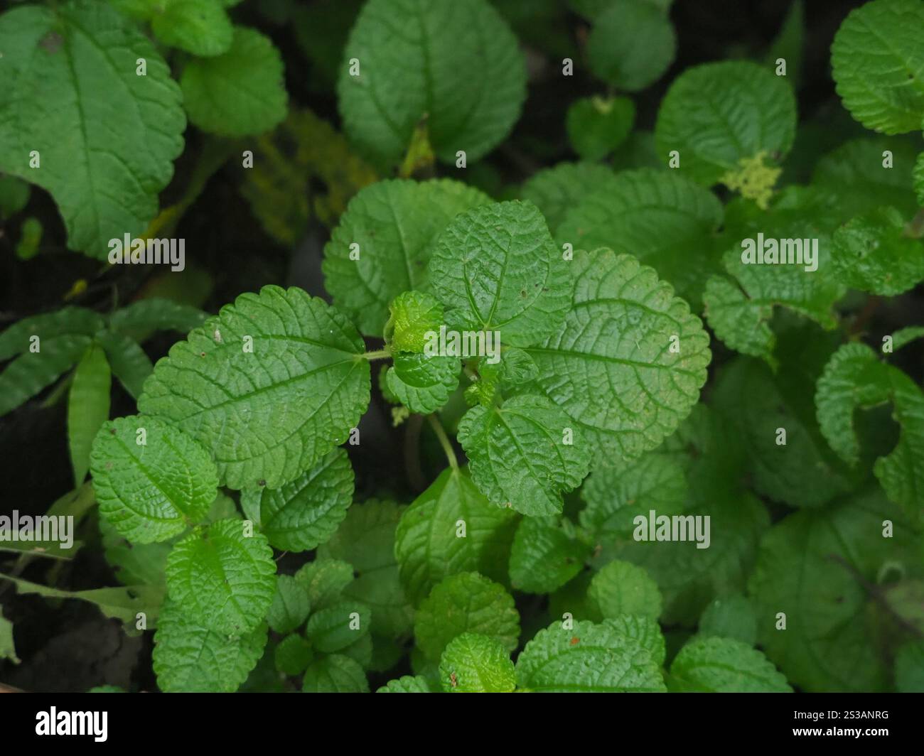 Creeping Charlie (Pilea nummulariifolia Stock Photo - Alamy