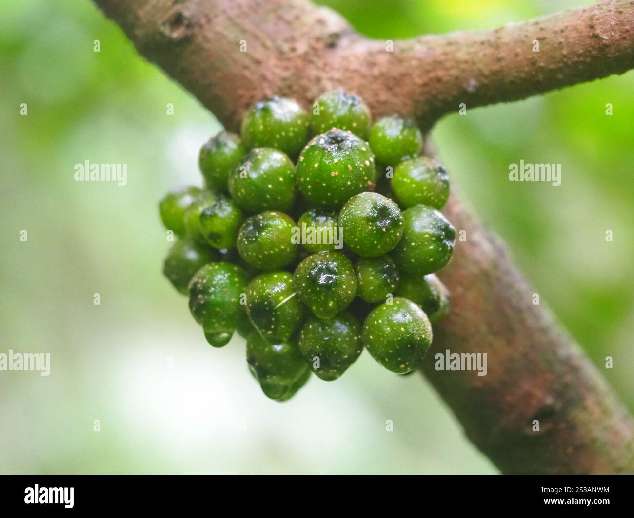 Milk Tree (Ficus benguetensis Stock Photo - Alamy