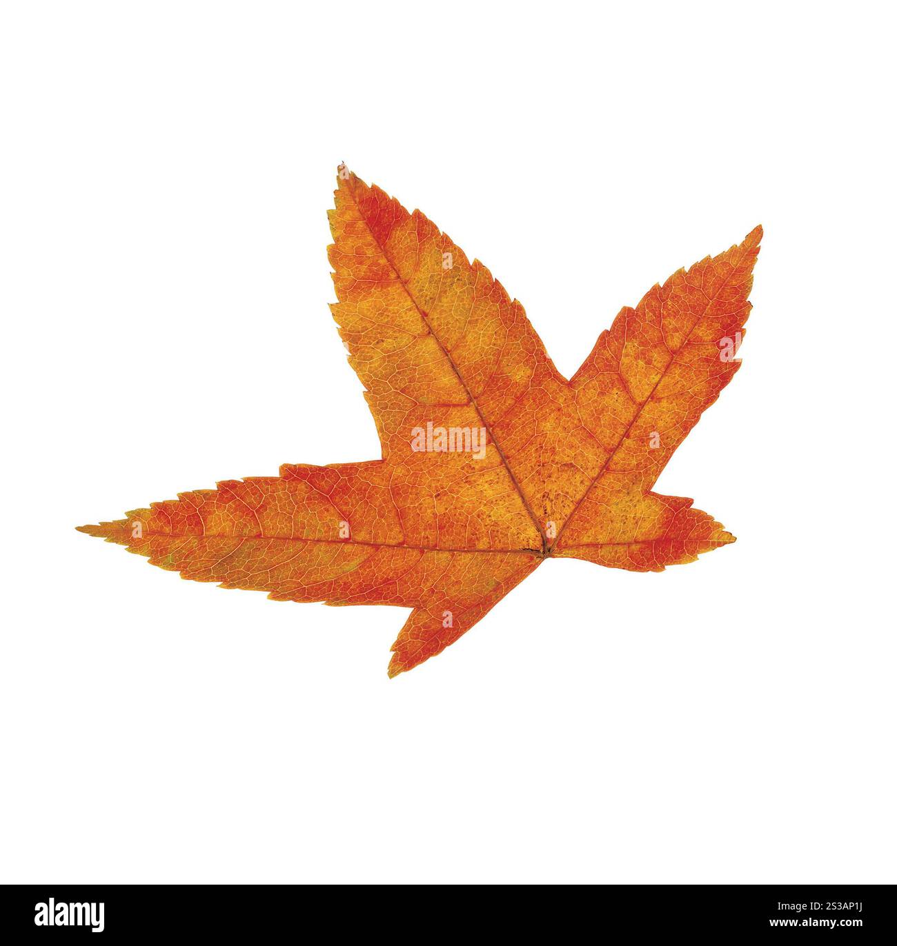 Orange forest on autumn Cut Out Stock Images & Pictures - Alamy