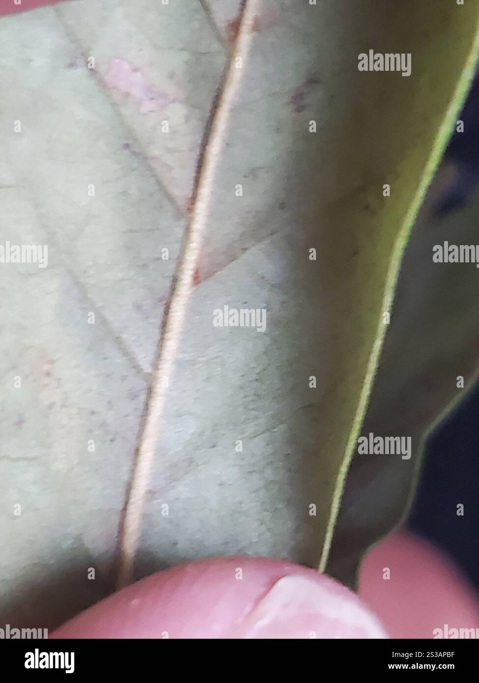 bluejack oak (Quercus incana Stock Photo - Alamy