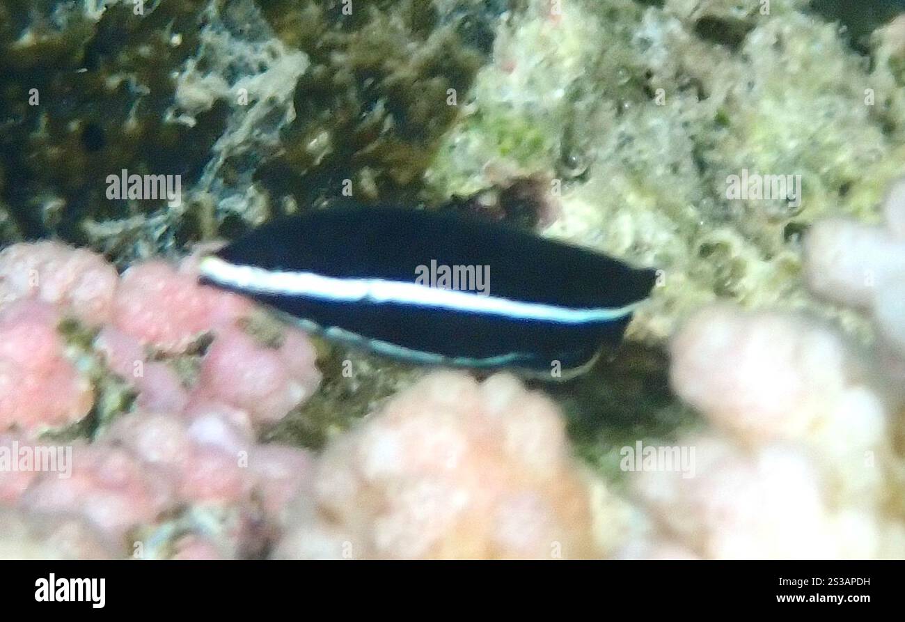 Tubelip Wrasse (Labrichthys unilineatus Stock Photo - Alamy