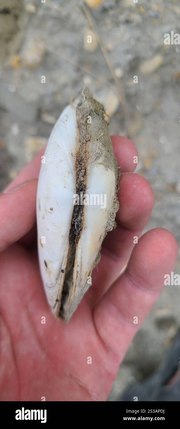 Southern Tuatua (Paphies donacina Stock Photo - Alamy