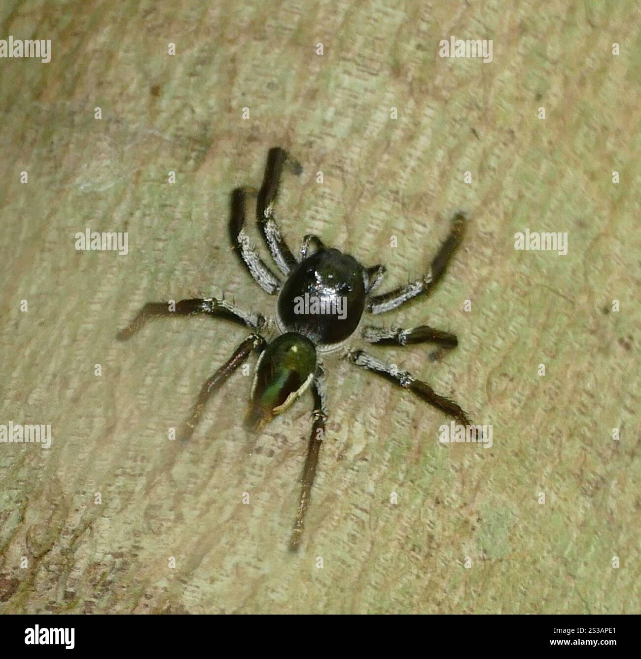 giant jumping spider (Hyllus giganteus Stock Photo - Alamy
