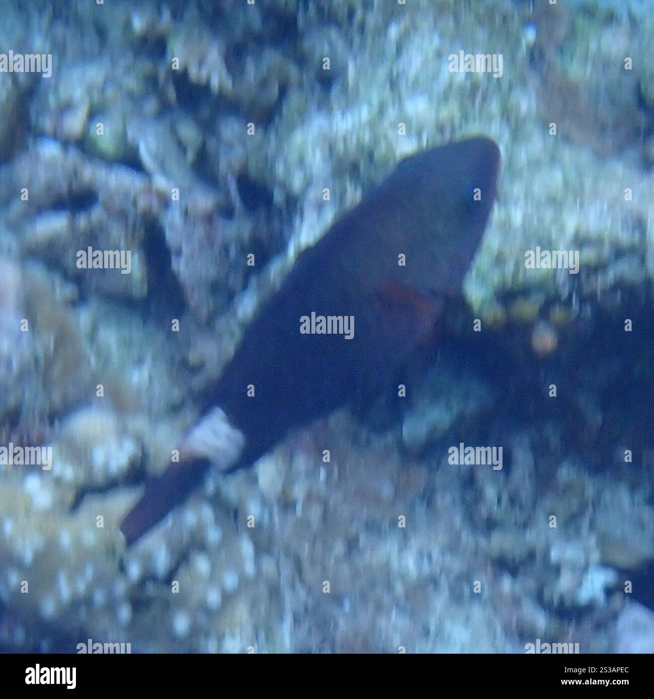 Pacific Bullethead Parrotfish (Chlorurus spilurus Stock Photo - Alamy