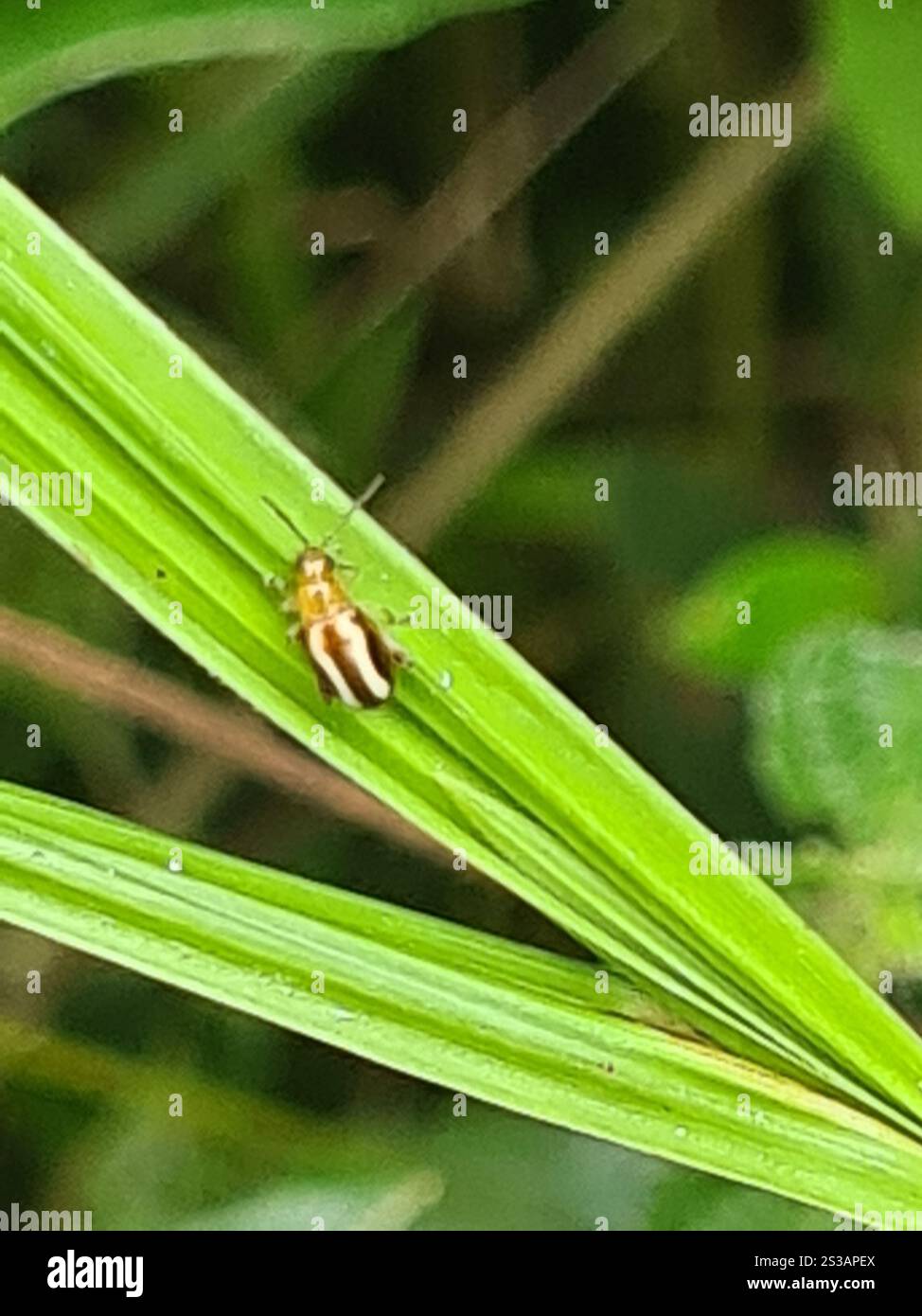 Flea Beetles (Alticini Stock Photo - Alamy