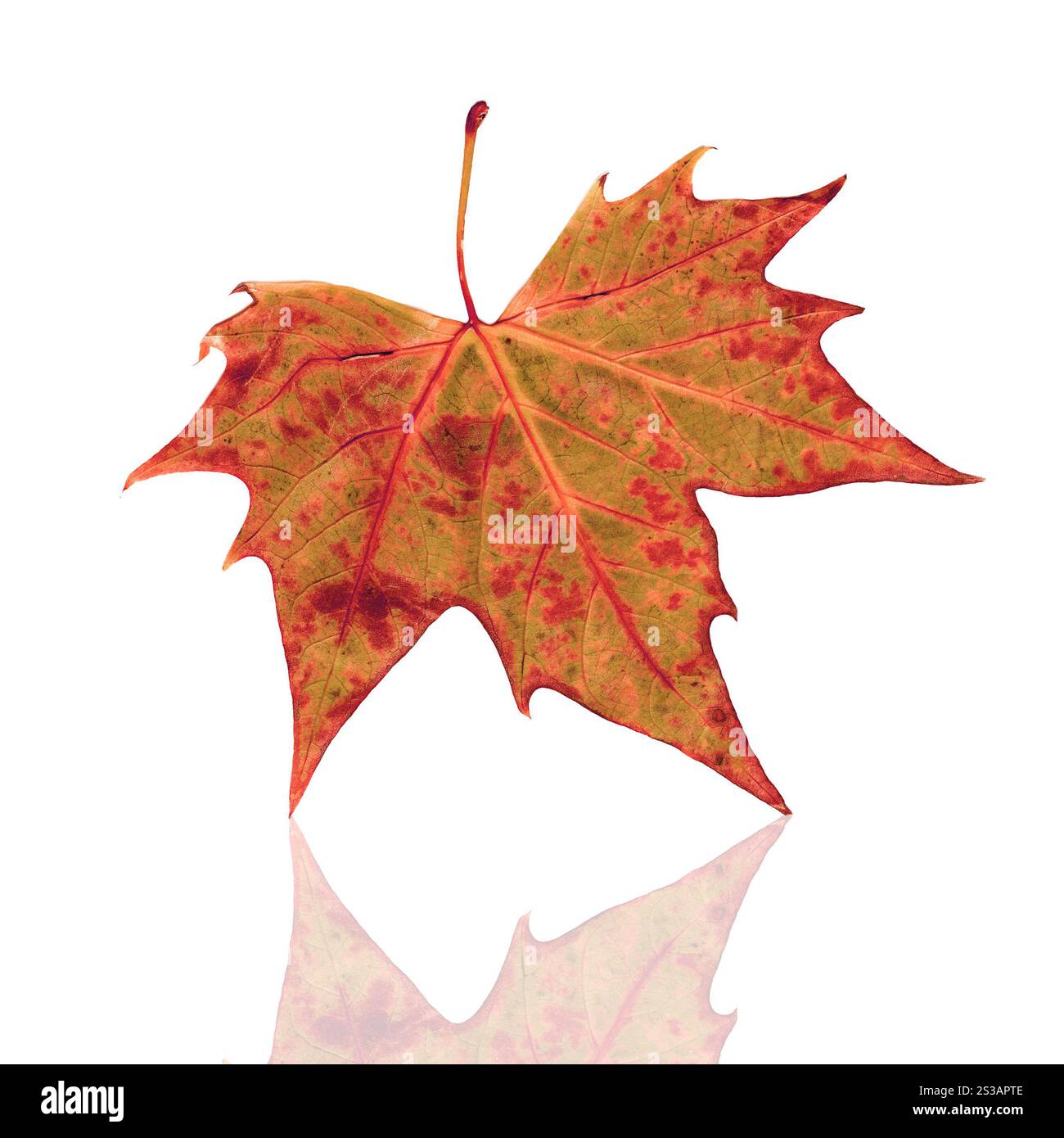 autumn dry leaf of red oak tree isolated on white background. autumn ...