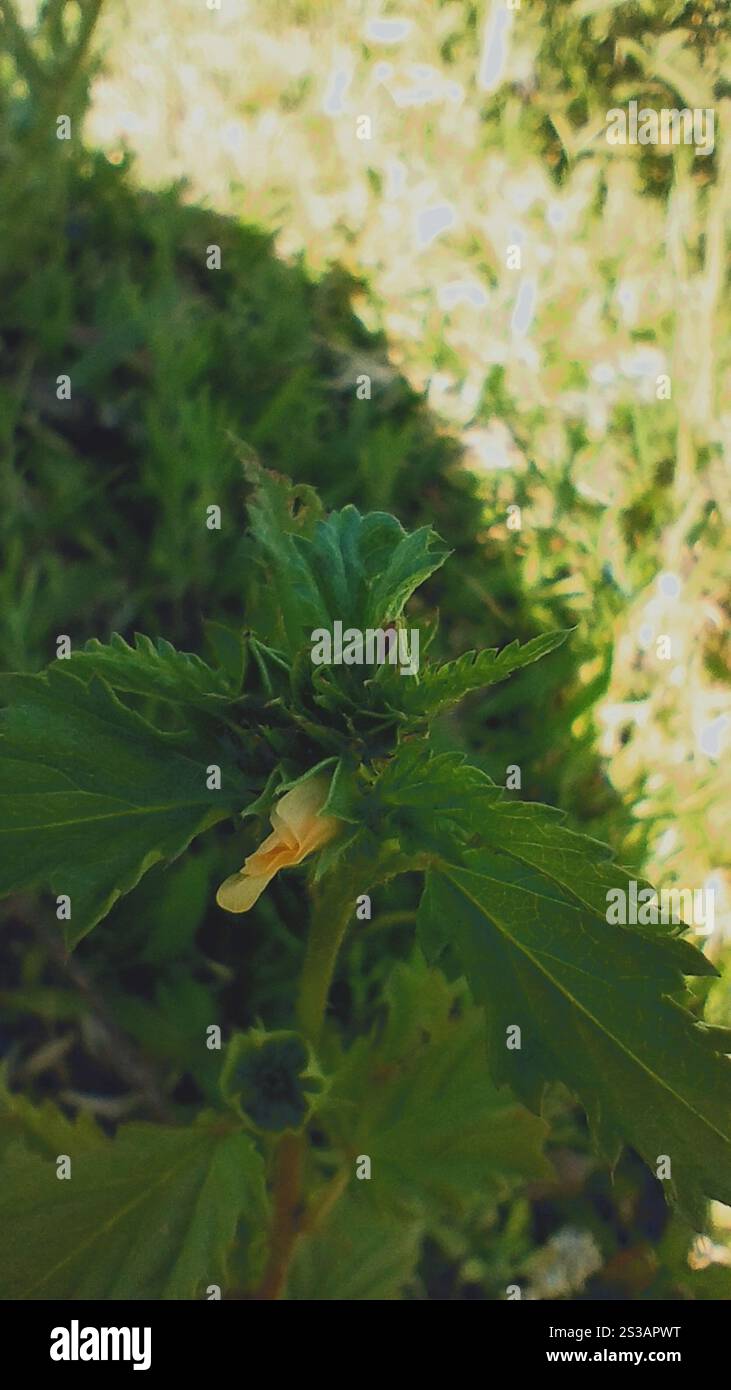 three-lobe false mallow (Malvastrum coromandelianum Stock Photo - Alamy