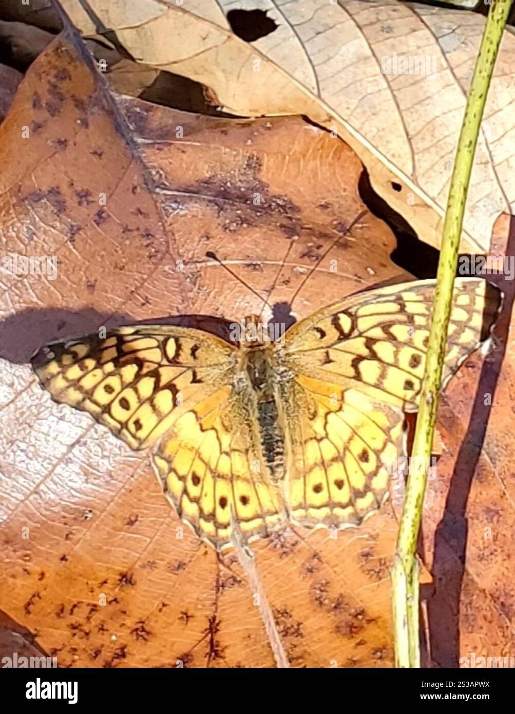 Variegated Fritillary (Euptoieta claudia Stock Photo - Alamy