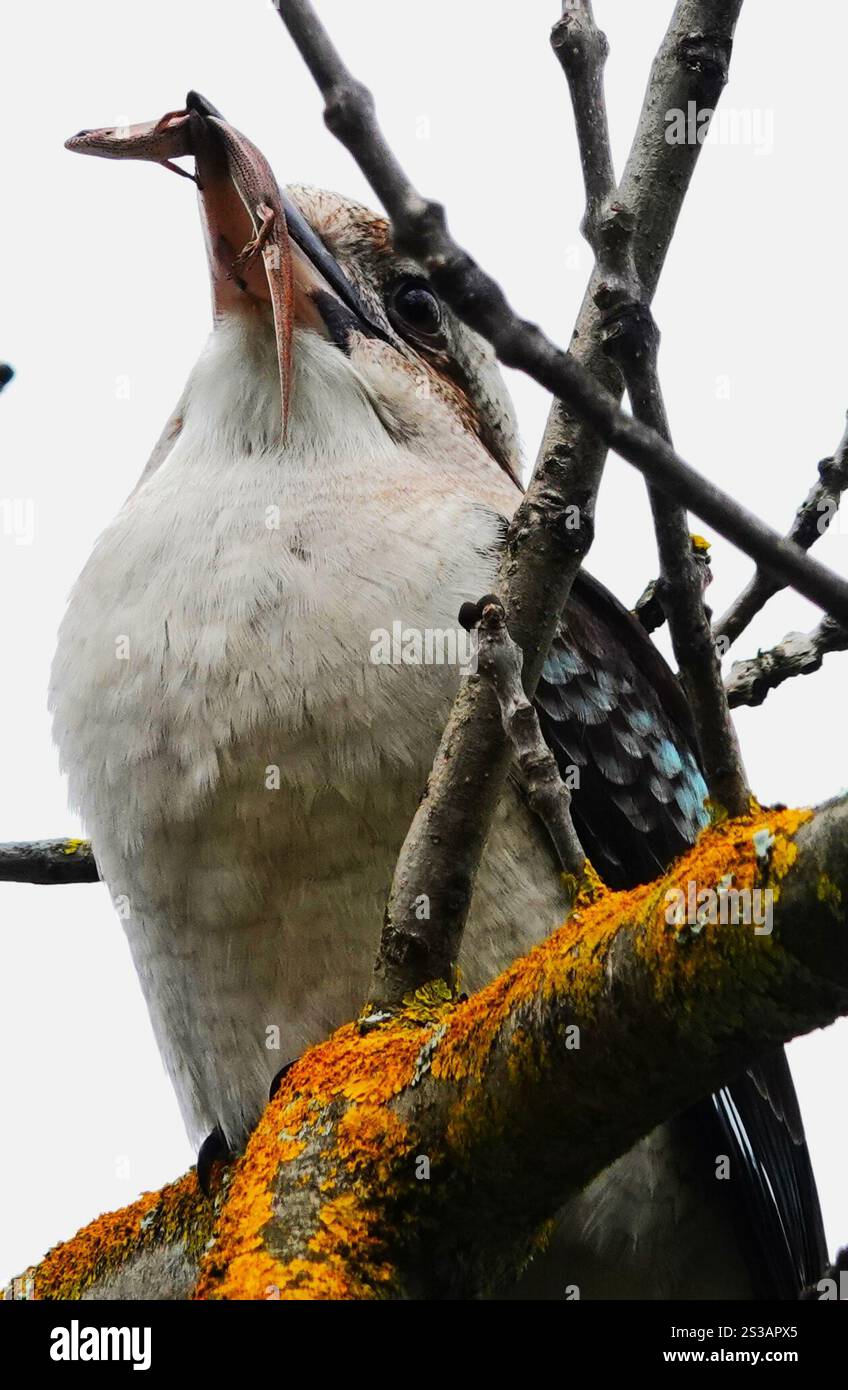 Weasel Shadeskink (Saproscincus mustelinus Stock Photo - Alamy