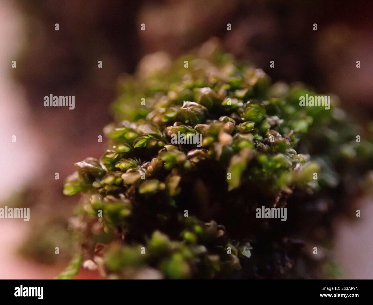 Inflated Scalewort (Frullania inflata Stock Photo - Alamy