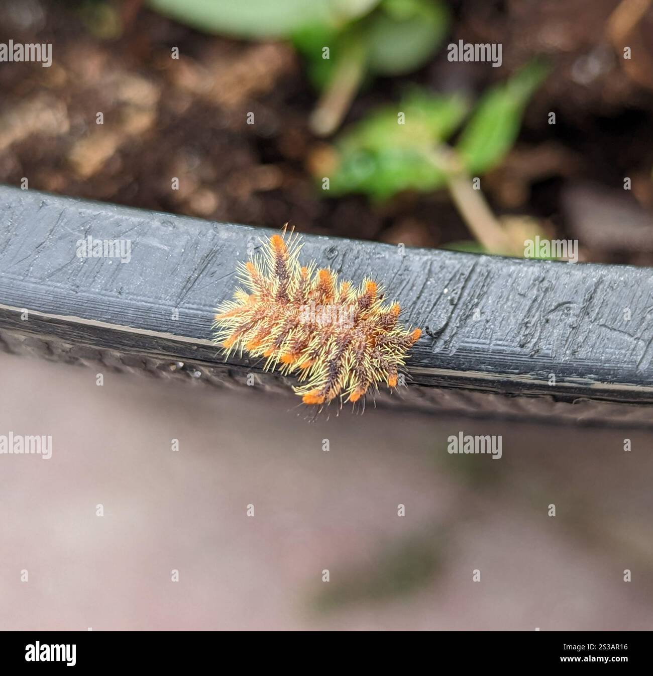 Hag Moth (Phobetron pithecium Stock Photo - Alamy