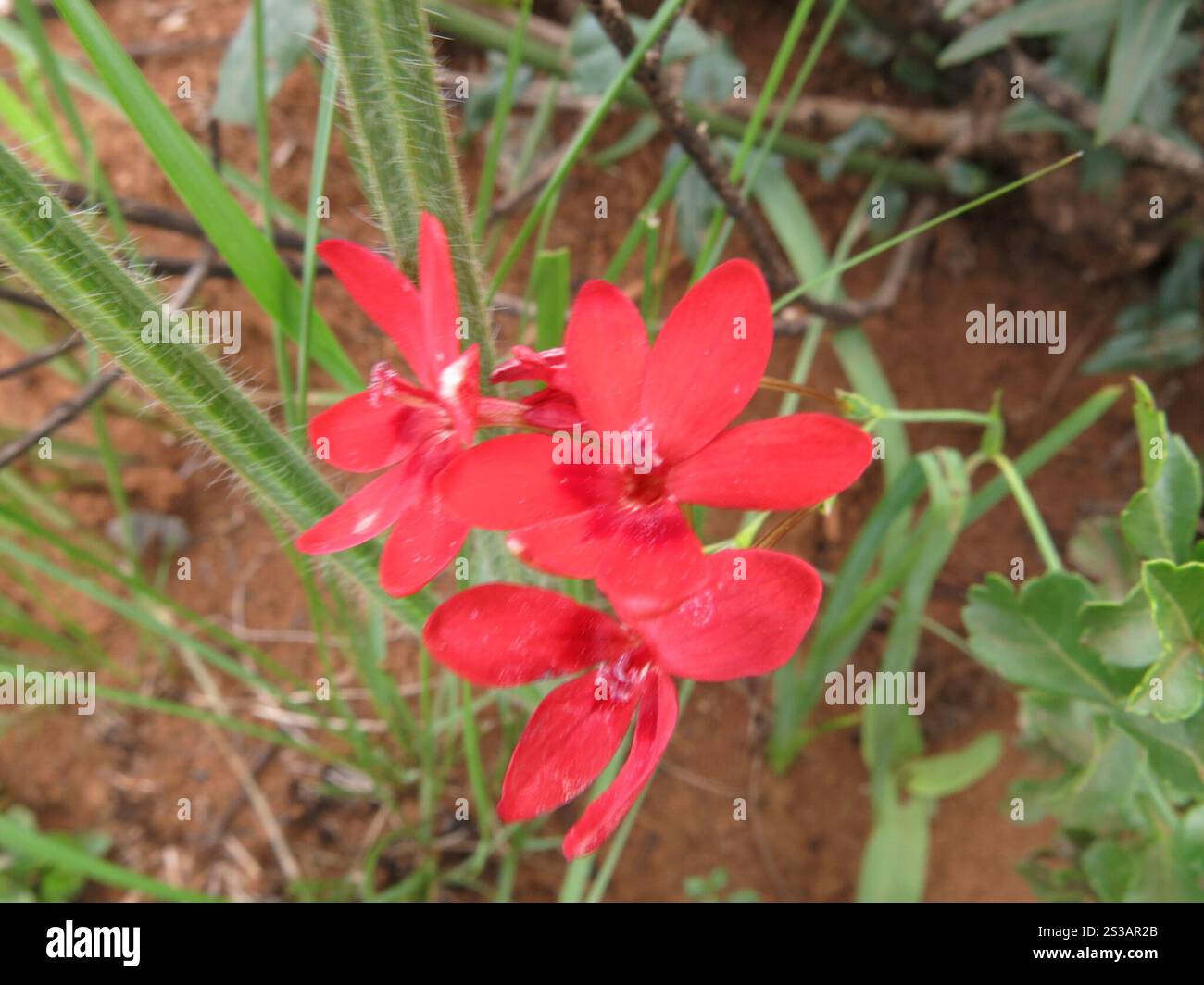 (Freesia laxa laxa Stock Photo - Alamy