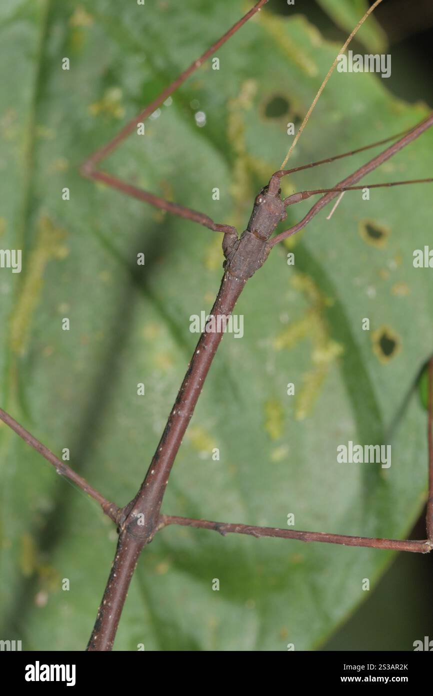 Stick Insects (Phasmida Stock Photo - Alamy