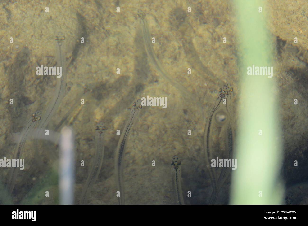 Ray-finned Fishes (Actinopterygii Stock Photo - Alamy