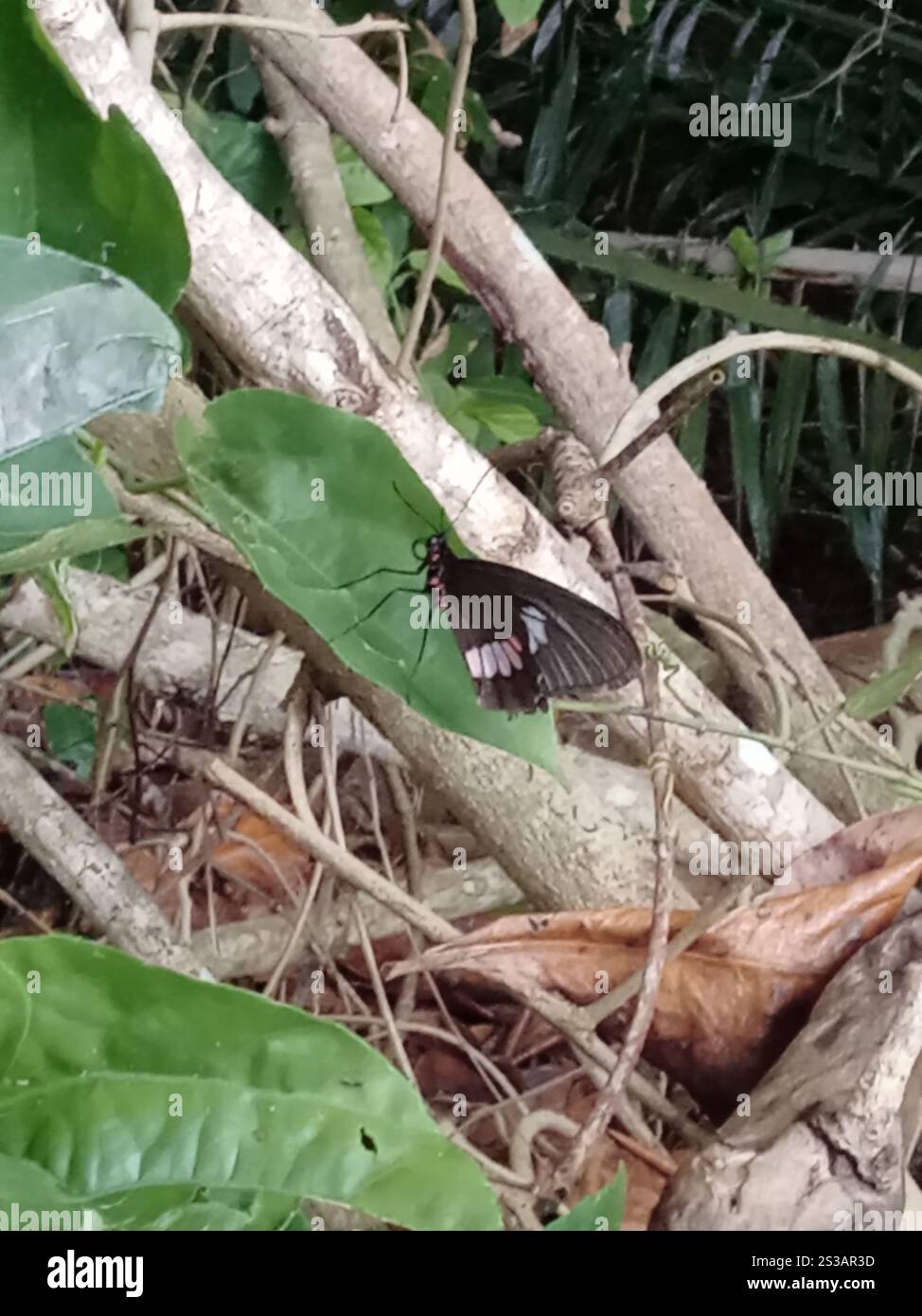 Ruby-spotted Swallowtail (Heraclides anchisiades Stock Photo - Alamy