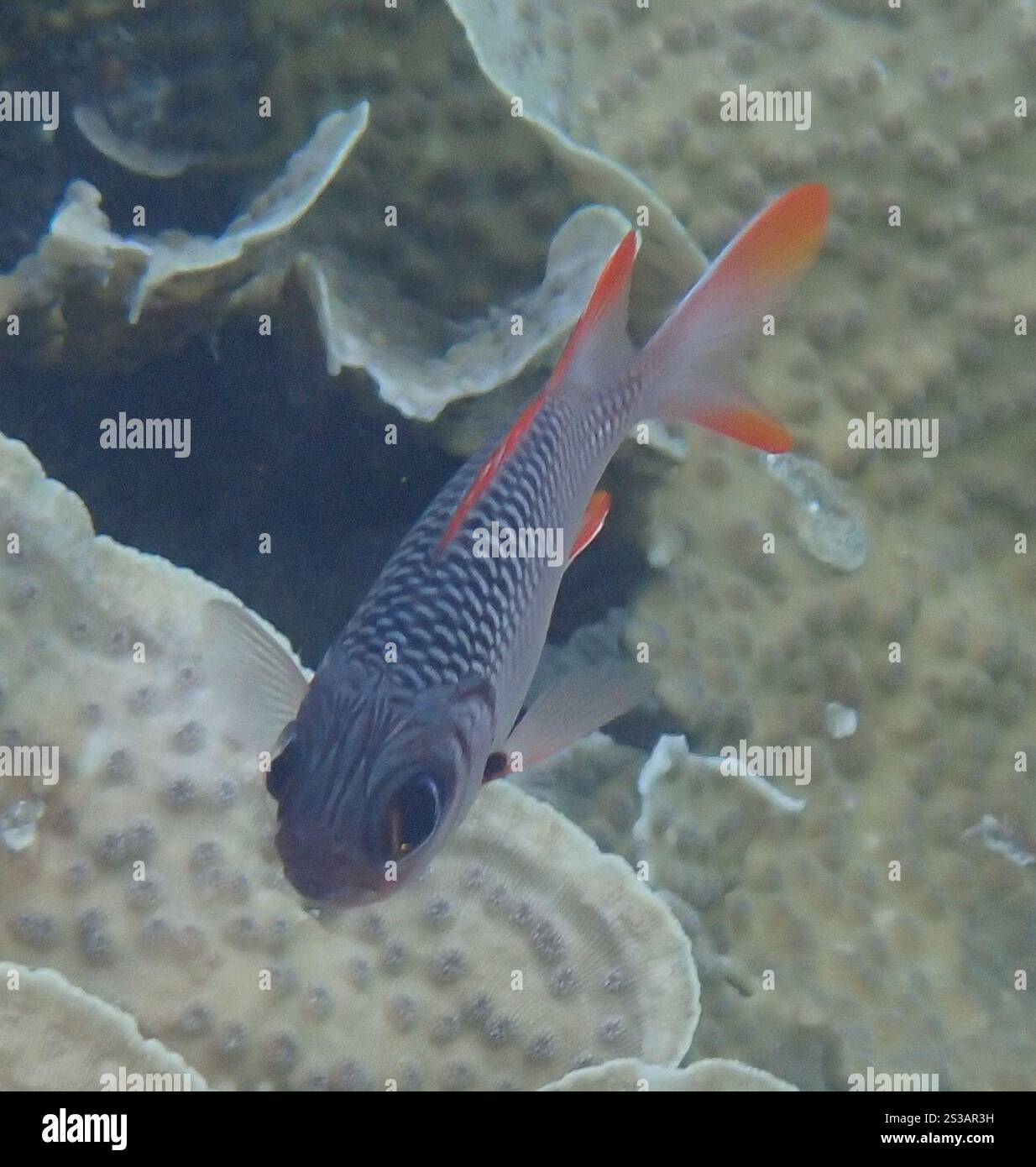 Violet Soldierfish (Myripristis violacea Stock Photo - Alamy