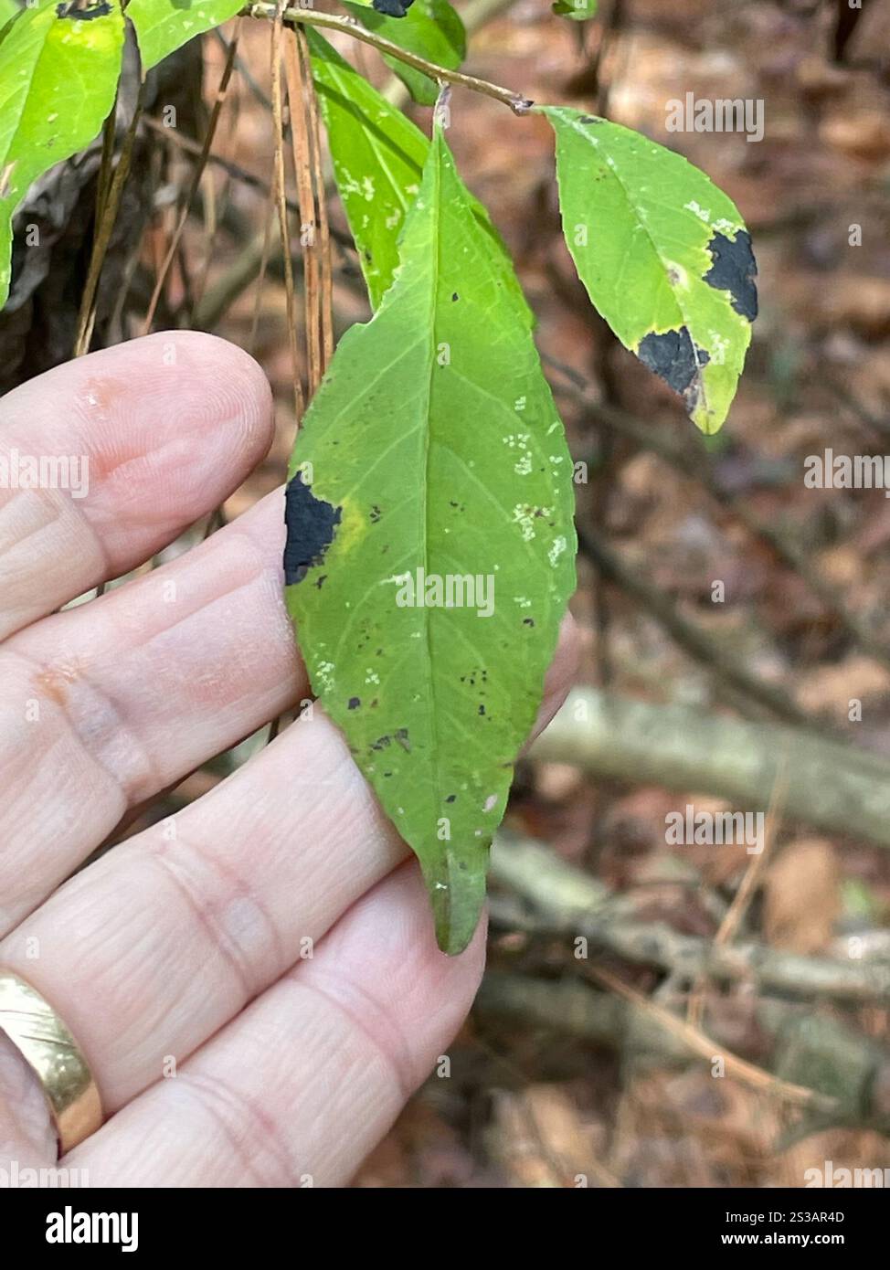 possumhaw (Ilex decidua Stock Photo - Alamy