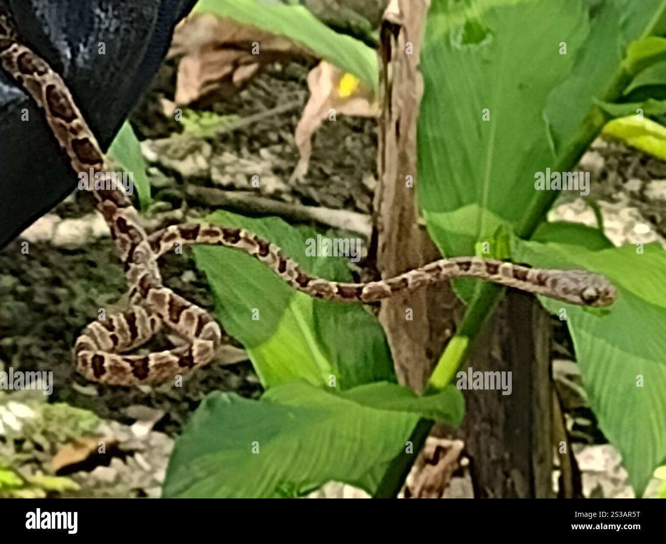 Common Blunt-headed Tree Snake (Imantodes cenchoa Stock Photo - Alamy