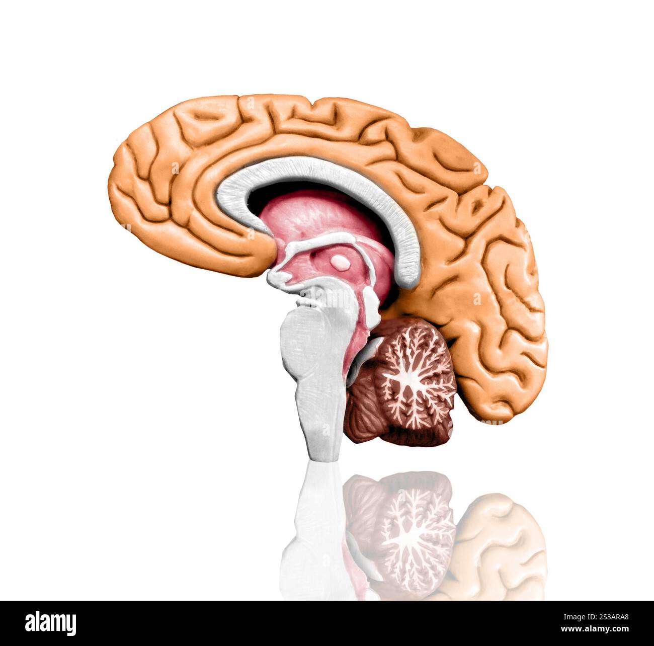 Brain model isolated on white background. Brain model Stock Photo - Alamy