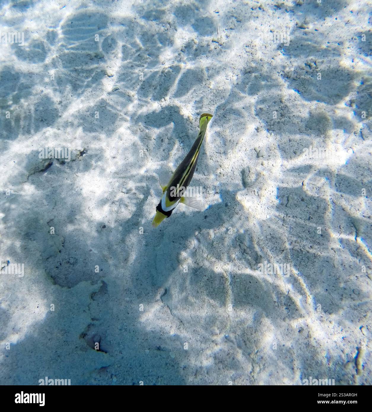 Red Sea Racoon butterflyfish (Chaetodon fasciatus) eating from the sea ...
