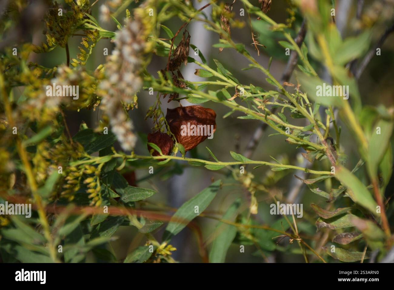 Lesser Balloon Vine (Cardiospermum halicacabum Stock Photo - Alamy