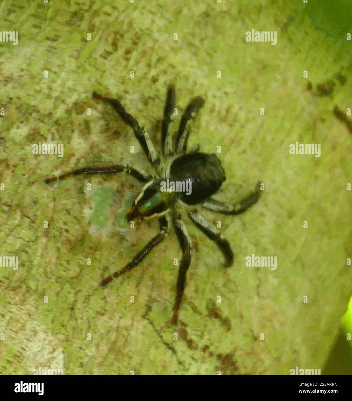 giant jumping spider (Hyllus giganteus Stock Photo - Alamy