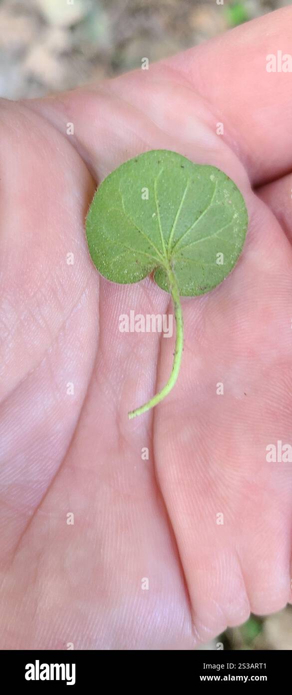 kidney weed (Dichondra repens Stock Photo - Alamy