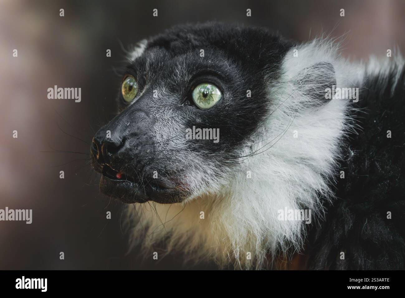 Black and white vari portrait Stock Photo - Alamy