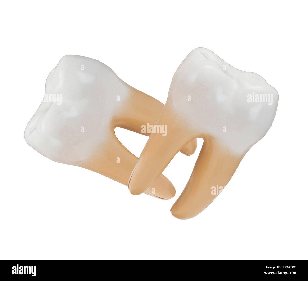 tooth isolated on a white background. tooth isolated Stock Photo - Alamy