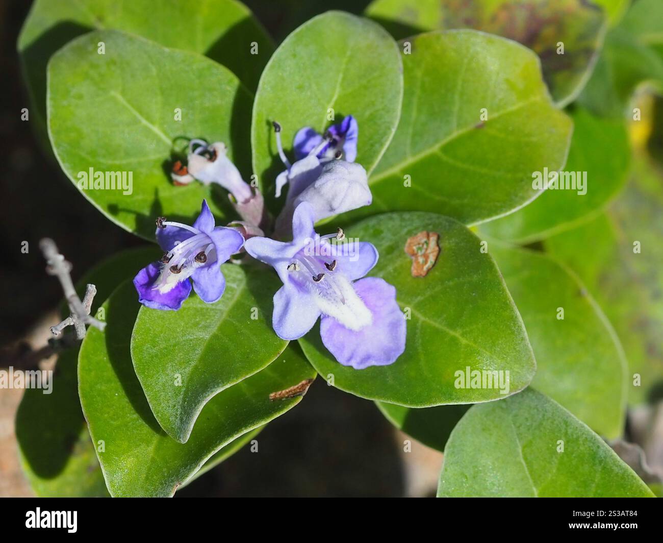 Beach Vitex (Vitex rotundifolia Stock Photo - Alamy