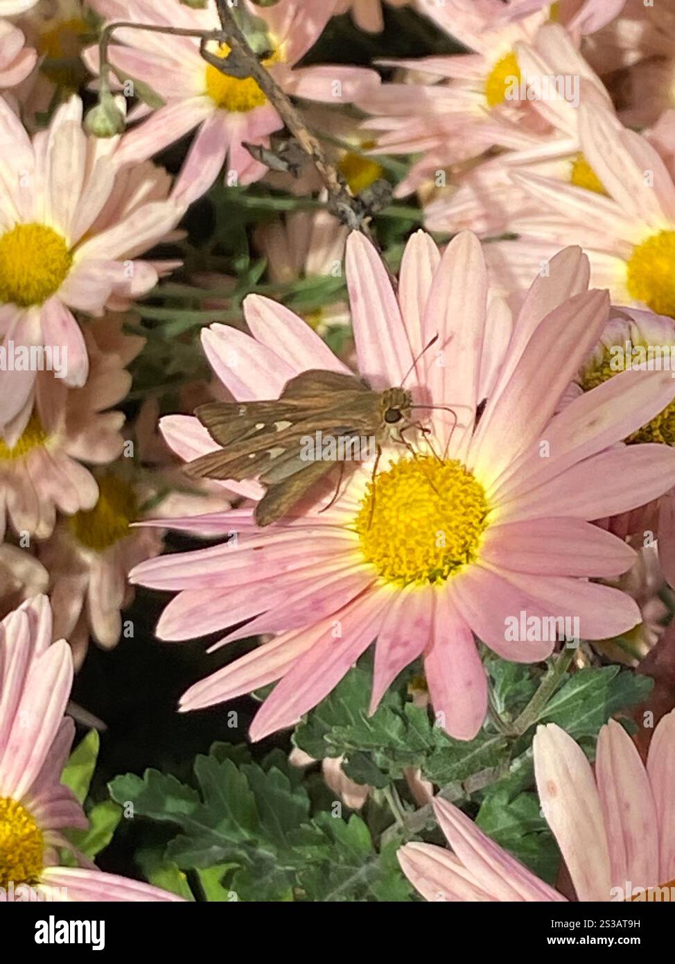 Ocola hi-res stock photography and images - Alamy