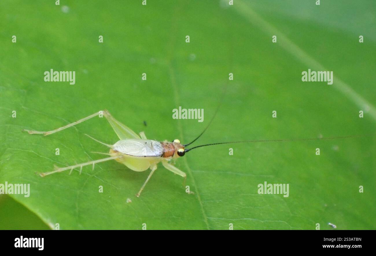 Trigs and Sword-tailed Crickets (Trigonidiinae Stock Photo - Alamy
