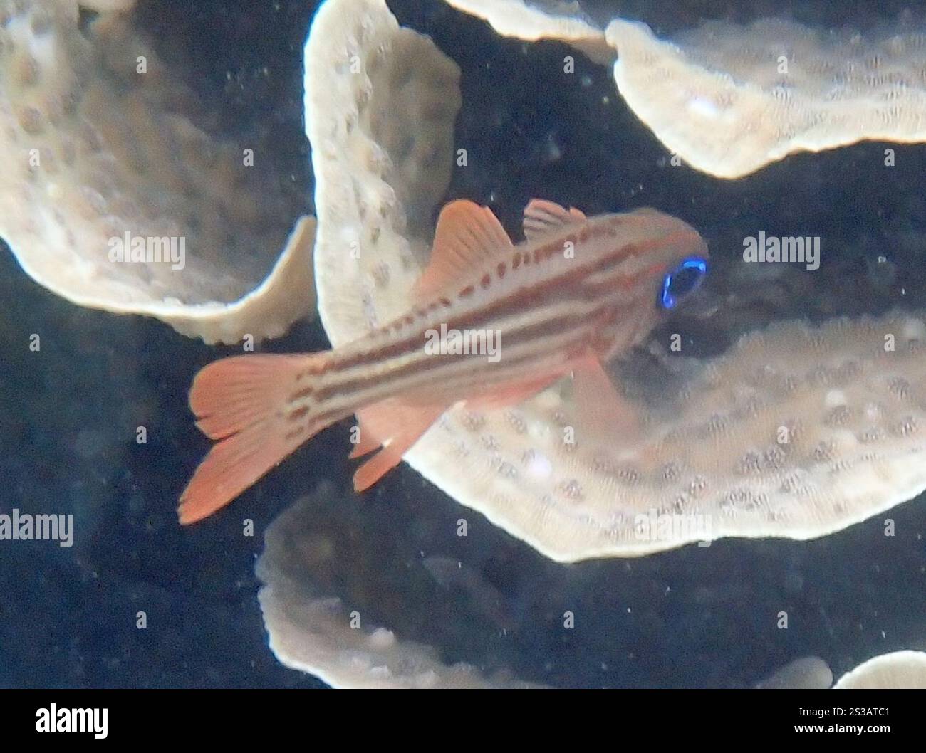 Blue-eye Cardinalfish (Ostorhinchus compressus Stock Photo - Alamy