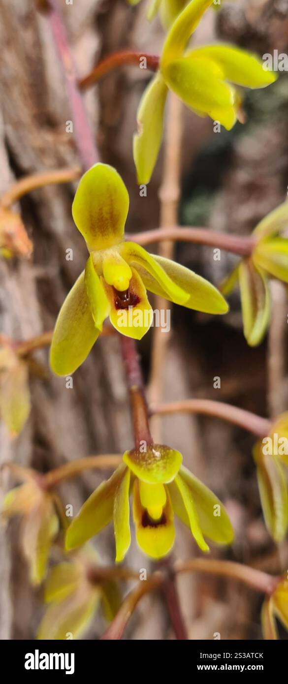 Snake Orchid (Cymbidium suave Stock Photo - Alamy
