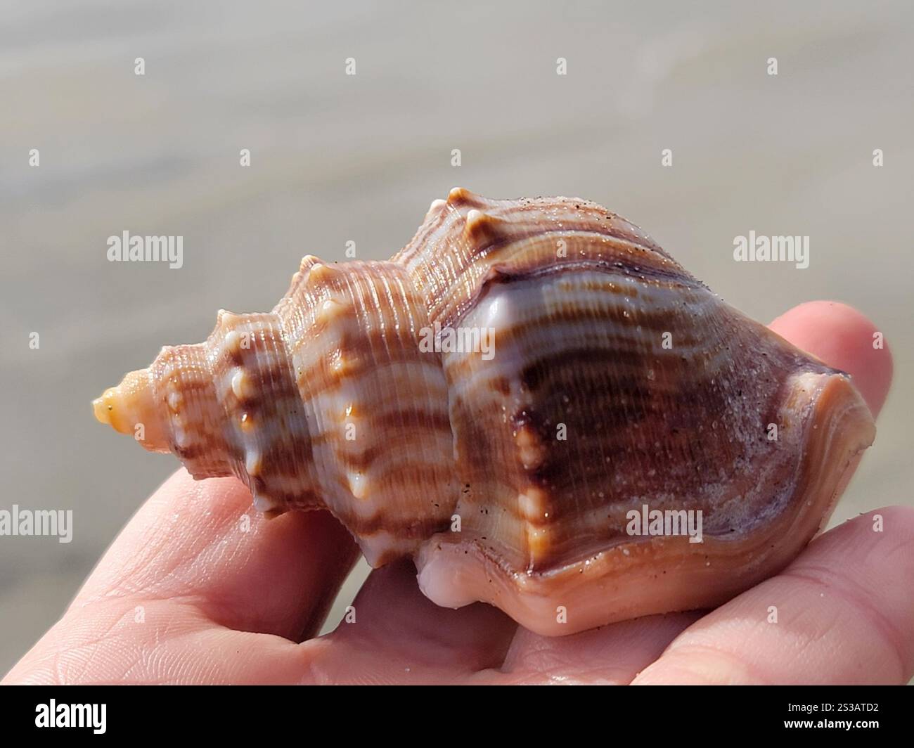 Ostrich Foot Snail (Struthiolaria papulosa Stock Photo - Alamy