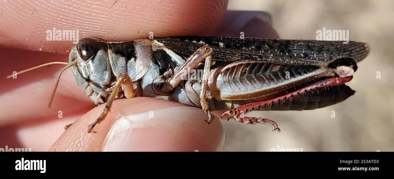 North American Spur-throated Grasshoppers (Melanoplus Stock Photo - Alamy