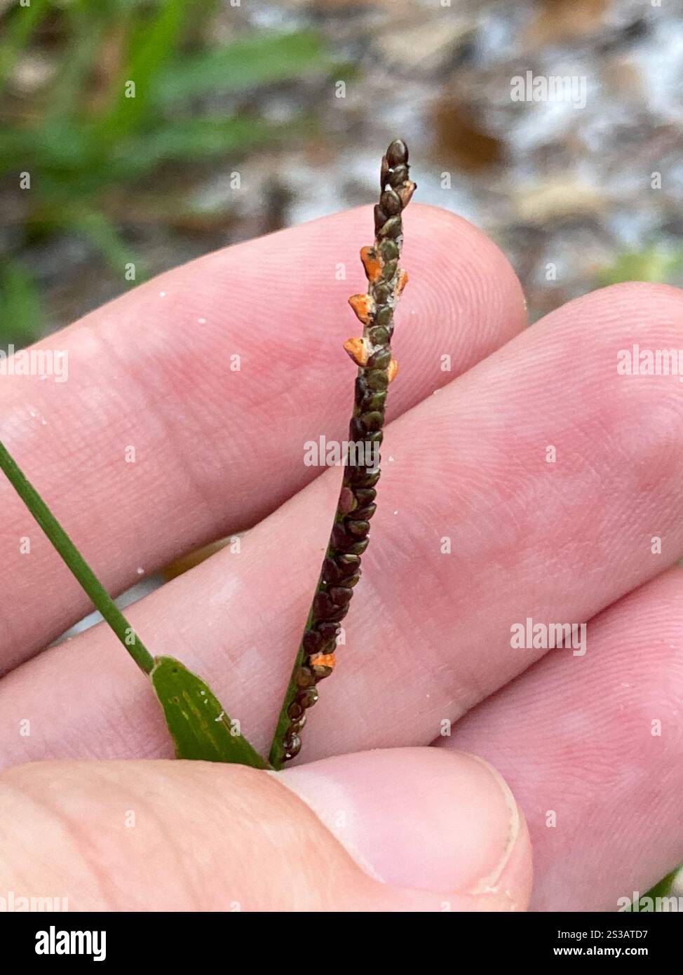 Thin Paspalum (Paspalum setaceum Stock Photo - Alamy