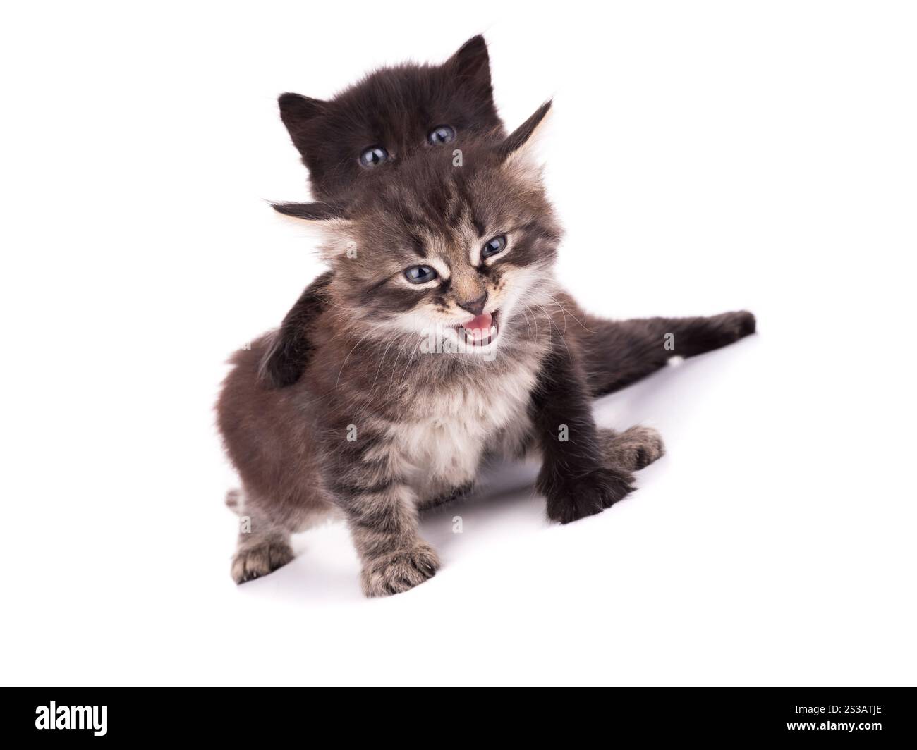 two cats isolated on white background. young cats Stock Photo - Alamy