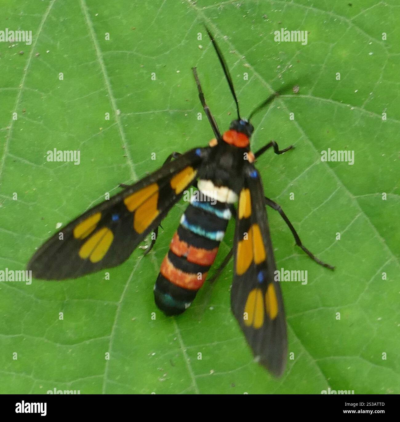Painted Handmaiden Moth (Euchromia polymena Stock Photo - Alamy