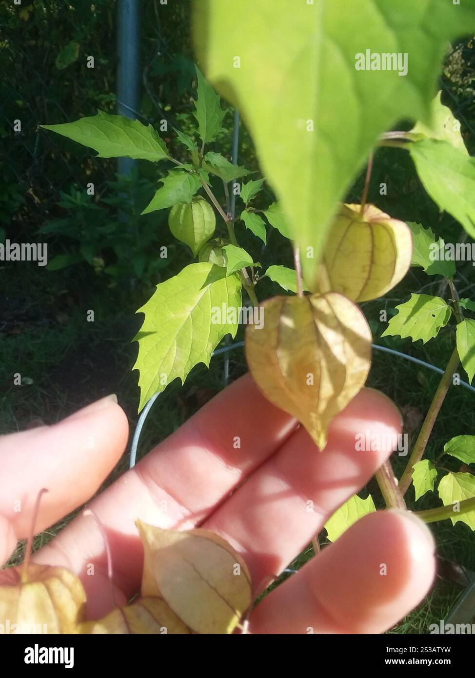 cutleaf groundcherry (Physalis angulata Stock Photo - Alamy