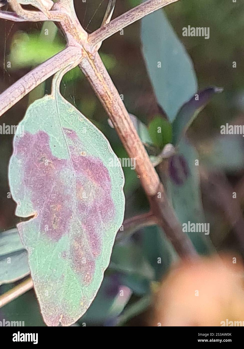 yerba porosa (Porophyllum ruderale Stock Photo - Alamy