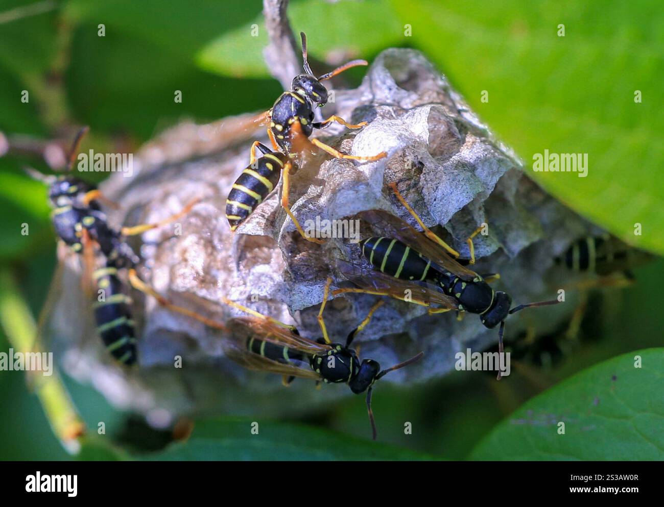 Typical Paper Wasps (Polistes Stock Photo - Alamy