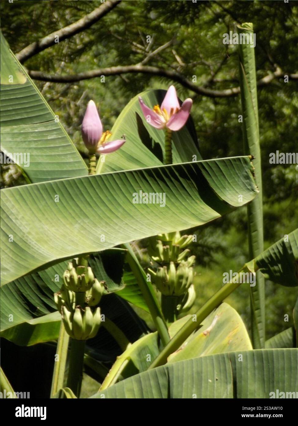 Flowering Banana (Musa ornata Stock Photo - Alamy